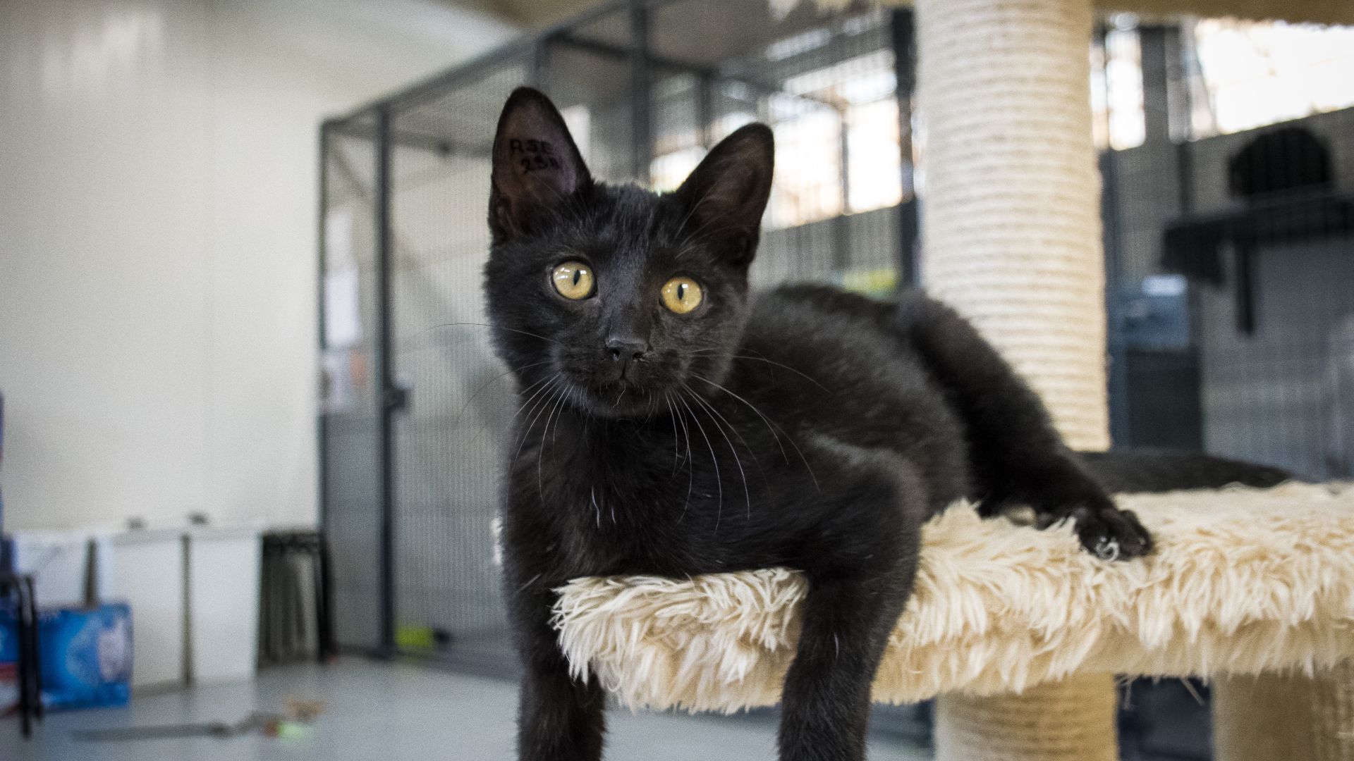 7 år for dyrene på Fyn | Dyrenes Beskyttelse